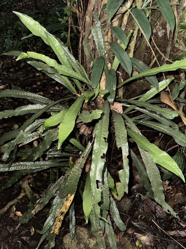 Microsorum longissimum from Luzon, Nasugbu, Batangas, PH on July 12 ...