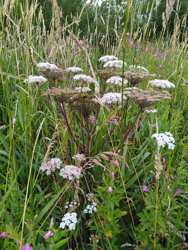 Wild Angelica from Blackpool FY3 0DA, UK on July 26, 2024 at 09:23 AM ...