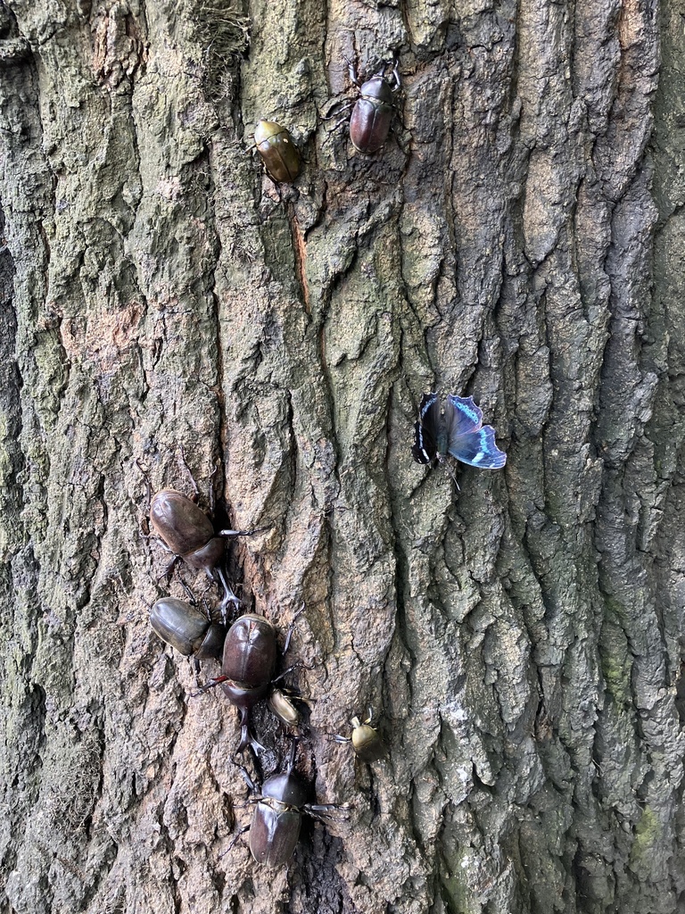 Japanese Drone Beetle in July 2024 by Banana Namekuji. Observation for ...