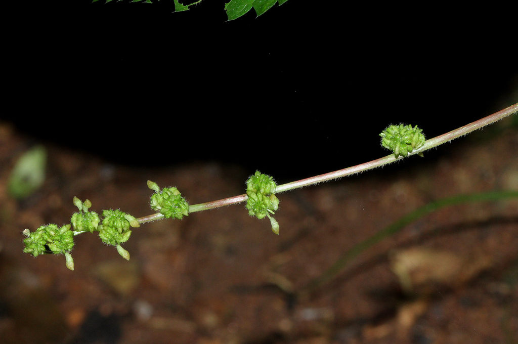 Hawaii Woodnettle from Inhamitanga Forest, Cheringoma, Mozambique on ...