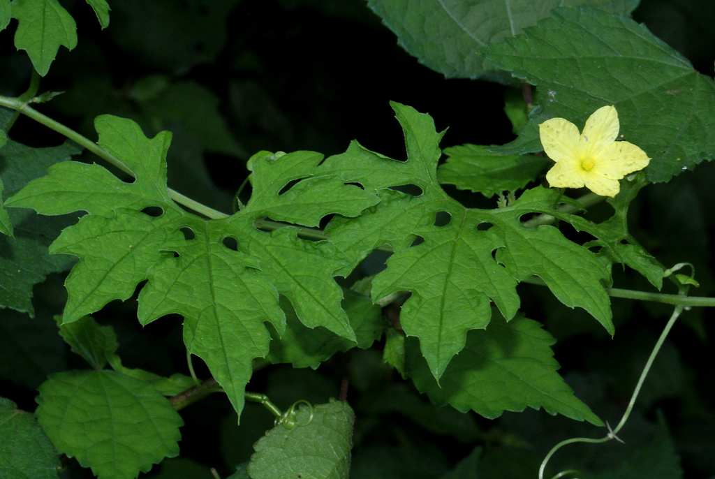 Bitter Melon from Inhamitanga Forest, Cheringoma, Mozambique on March ...