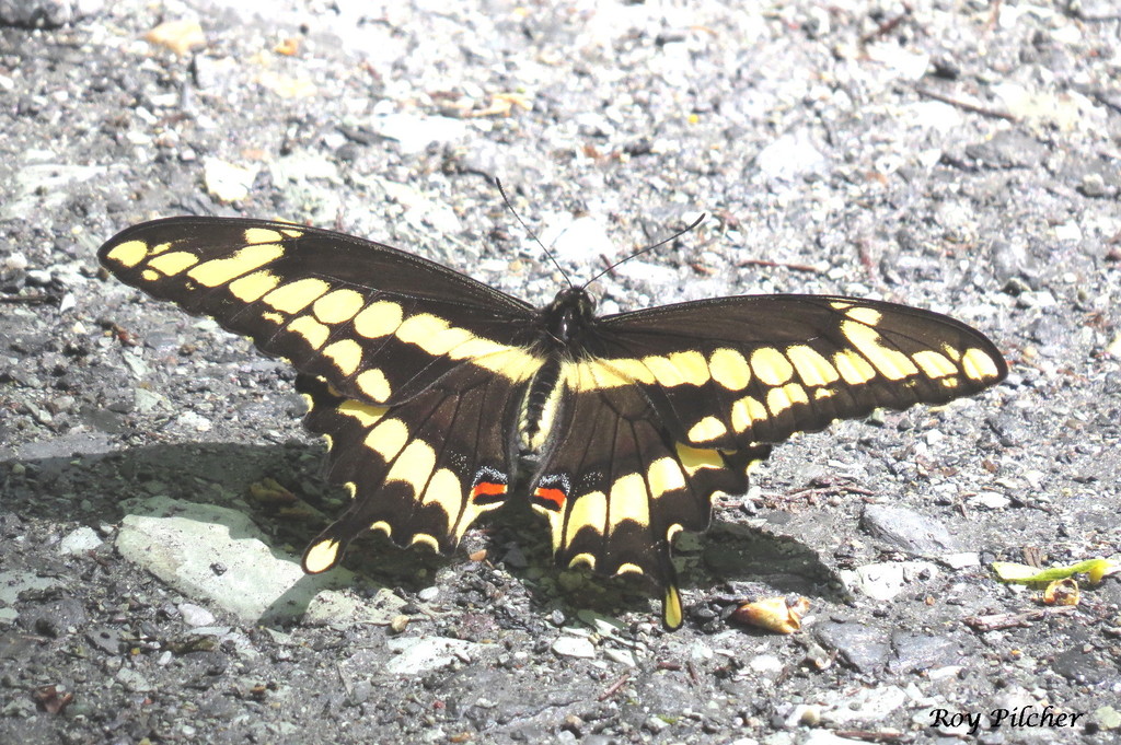 Eastern Giant Swallowtail from Lake Bomoseen, Castleton, VT, USA on ...