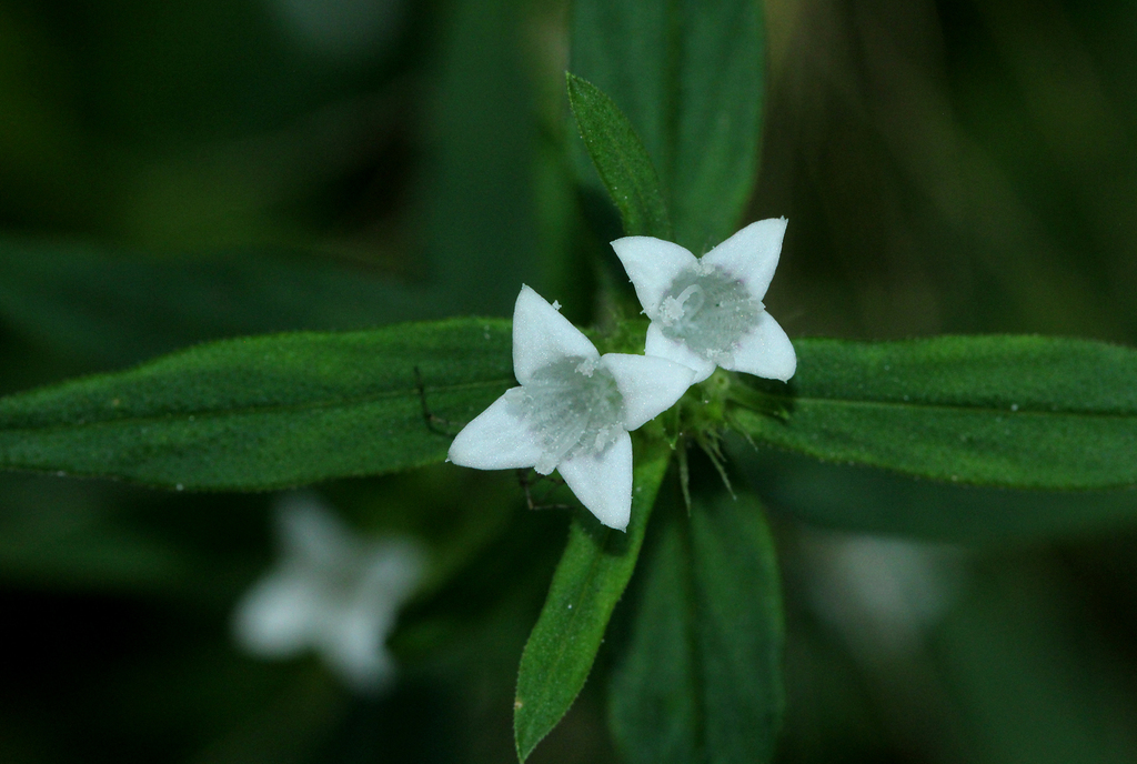 buttonweed from Inhamitanga Forest, Cheringoma, Mozambique on March 28 ...