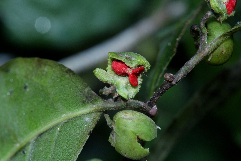 leafberry-tree from Inhamitanga Forest, Cheringoma, Mozambique on March ...