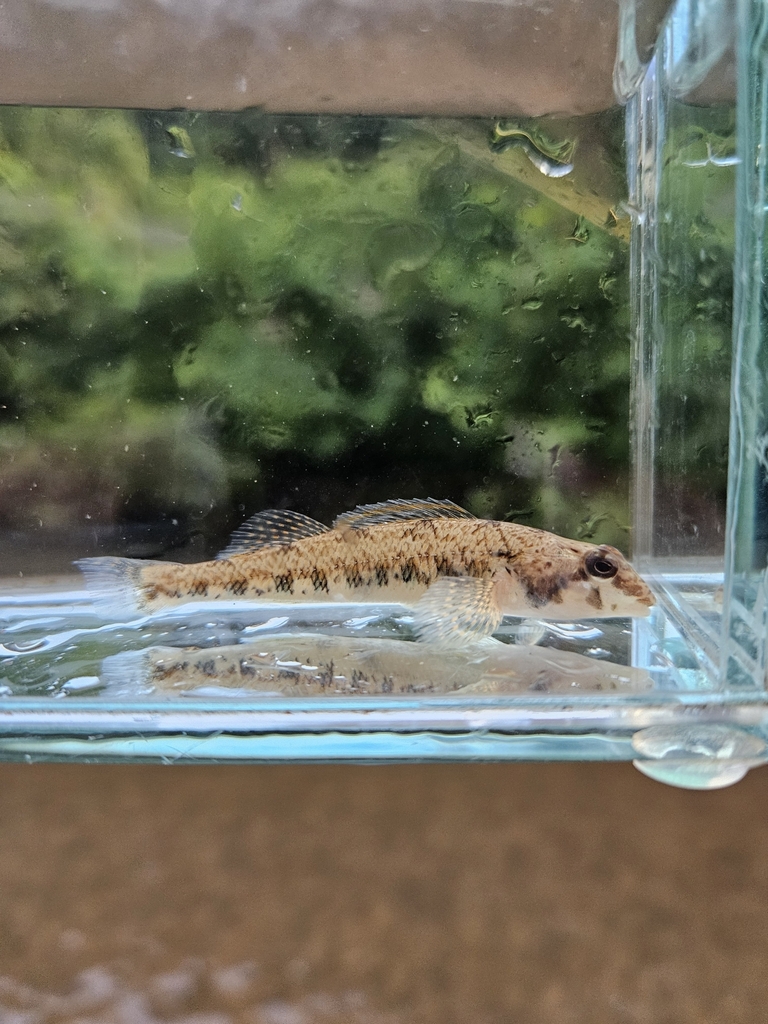 Speckled Darter from Erin, TN 37061, USA on July 24, 2024 at 07:42 PM ...
