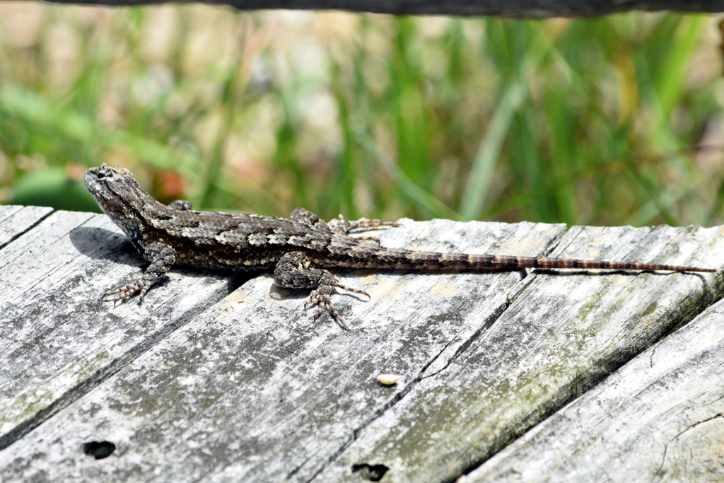 Eastern Fence Lizard from Lower Township, NJ, USA on July 23, 2024 at ...