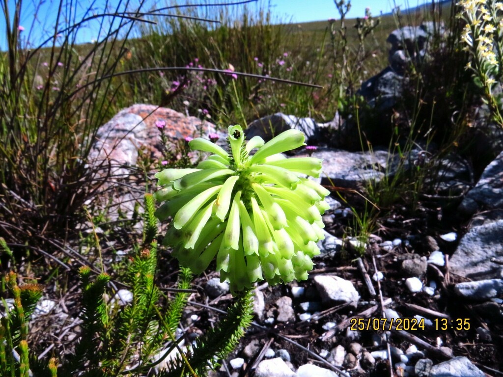 Bottle Green Heath in July 2024 by Willemina v/d Harst-De Wet · iNaturalist