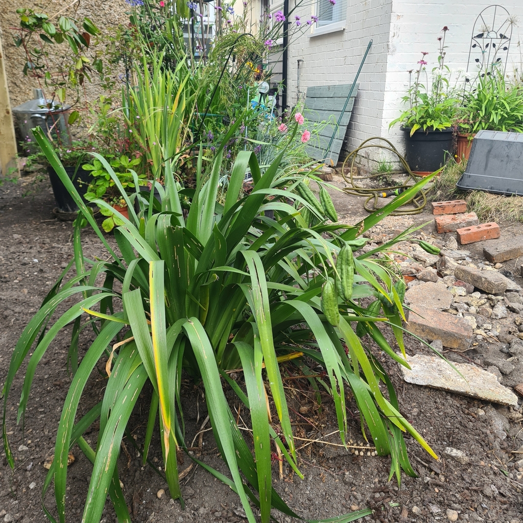 Stinking iris from Hythe, UK on July 18, 2024 at 06:02 PM by davidtulk ...
