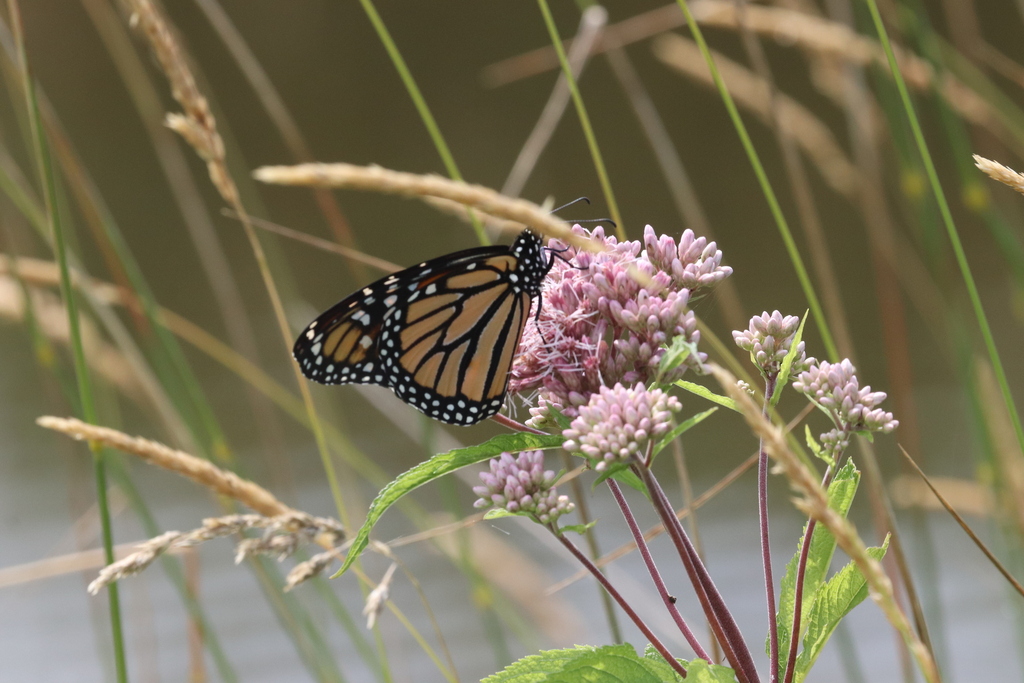 Monarch from Bruce County, ON, Canada on July 16, 2024 at 09:56 AM by ...