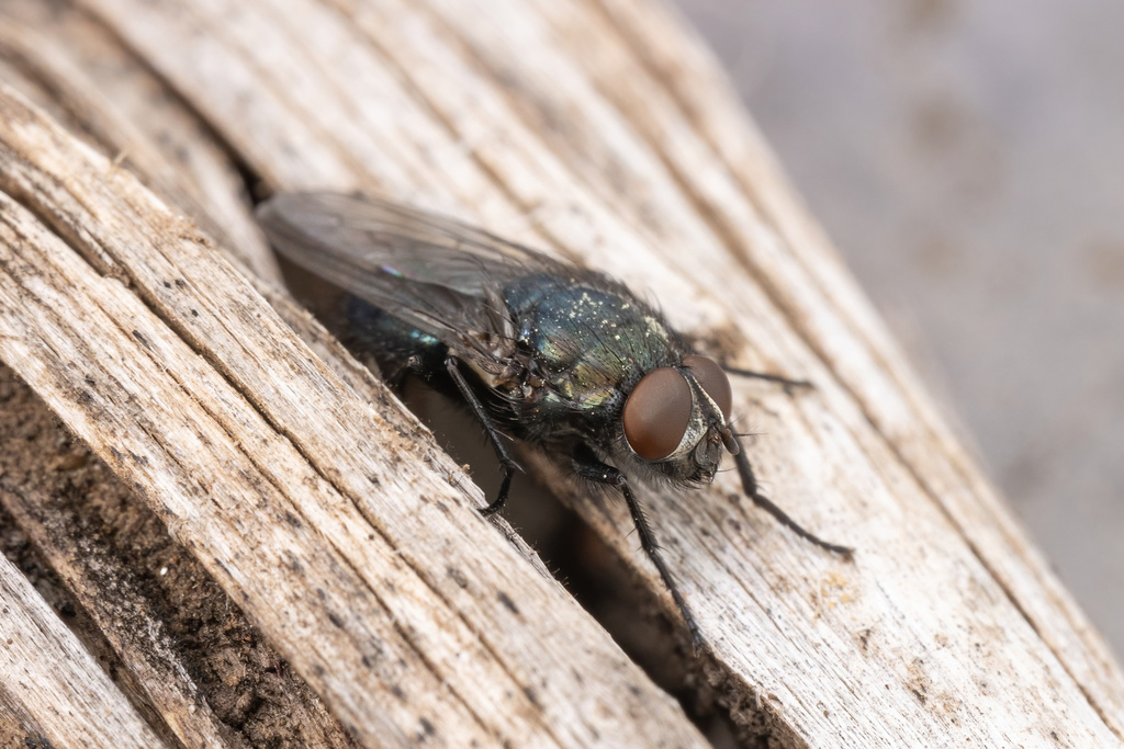 Protocalliphora from 中国甘肃省甘南藏族自治州卓尼县 on July 26, 2024 at 12:35 PM by ...