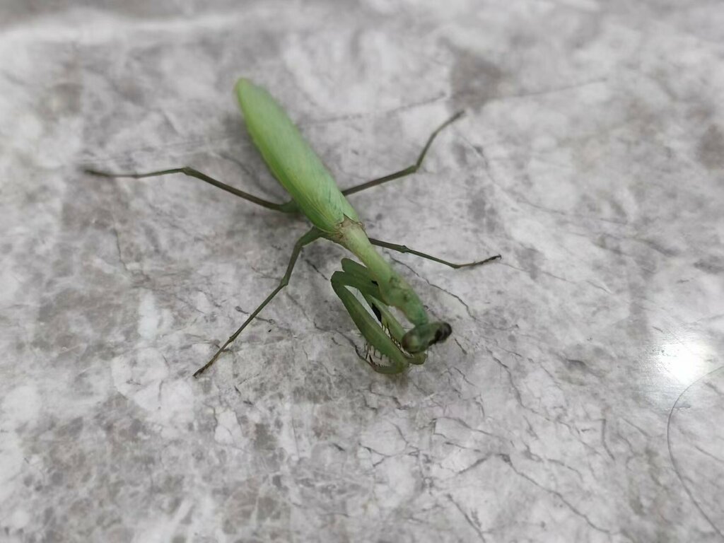 Asian Jumping Mantis from 中国广东省广州市海珠区 on July 26, 2024 at 09:27 PM by ...