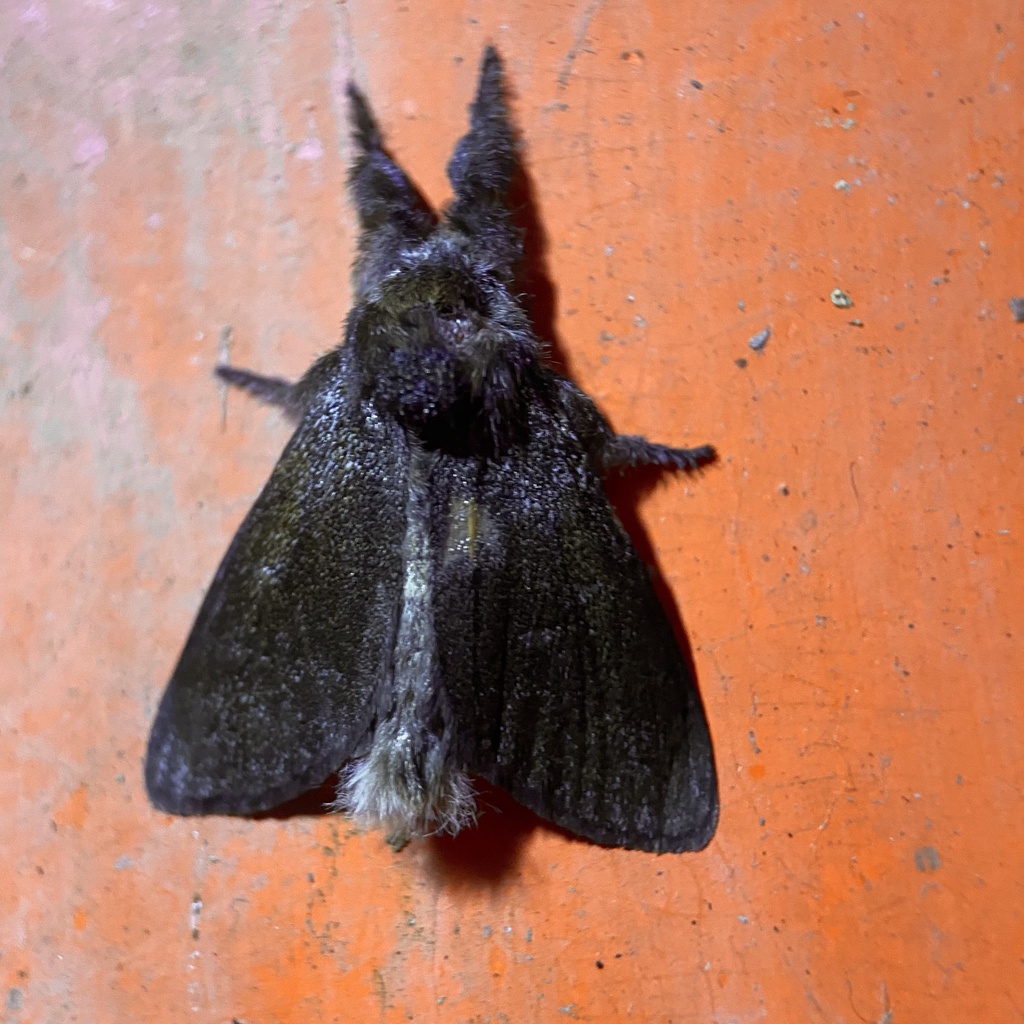 Calliteara abietis from Fushimi Inari Taisha Shrine, Kyoto, Kyoto, JP ...