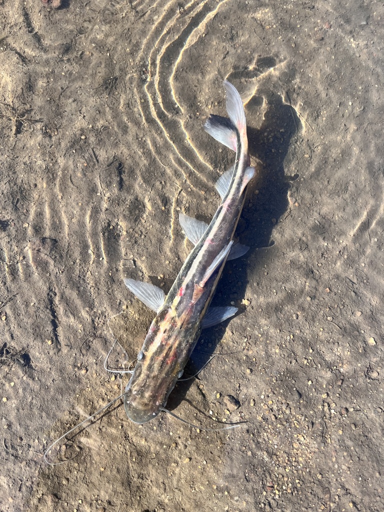 Duckbill Catfish from Rambla Francisco Mario Ubillos, Soriano, Soriano ...