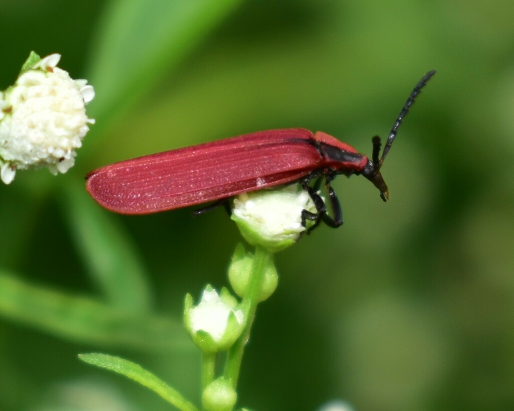 Lycostomus similis from ENERGY ACRES, UPES, BIDHOLI, via, Prem Nagar ...