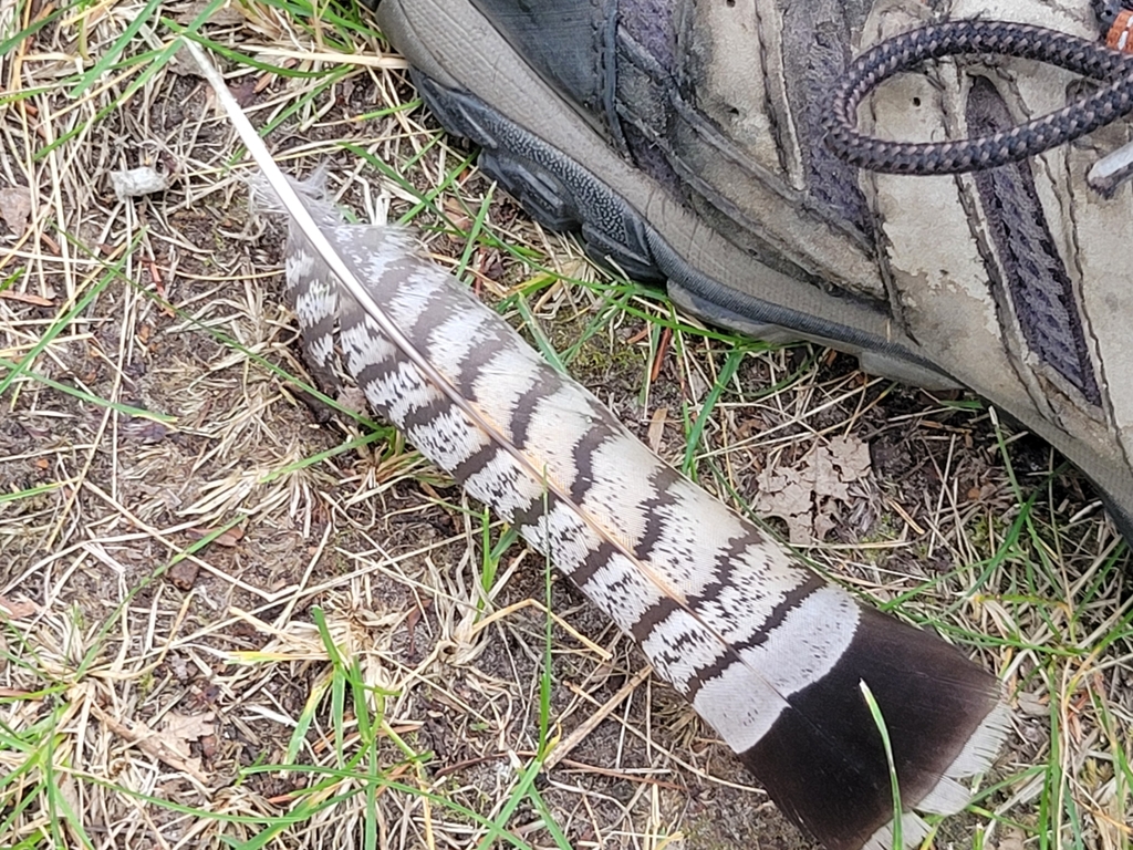 Ruffed Grouse from Stephenfield, MB R0G 2R0, Canada on July 26, 2024 at ...