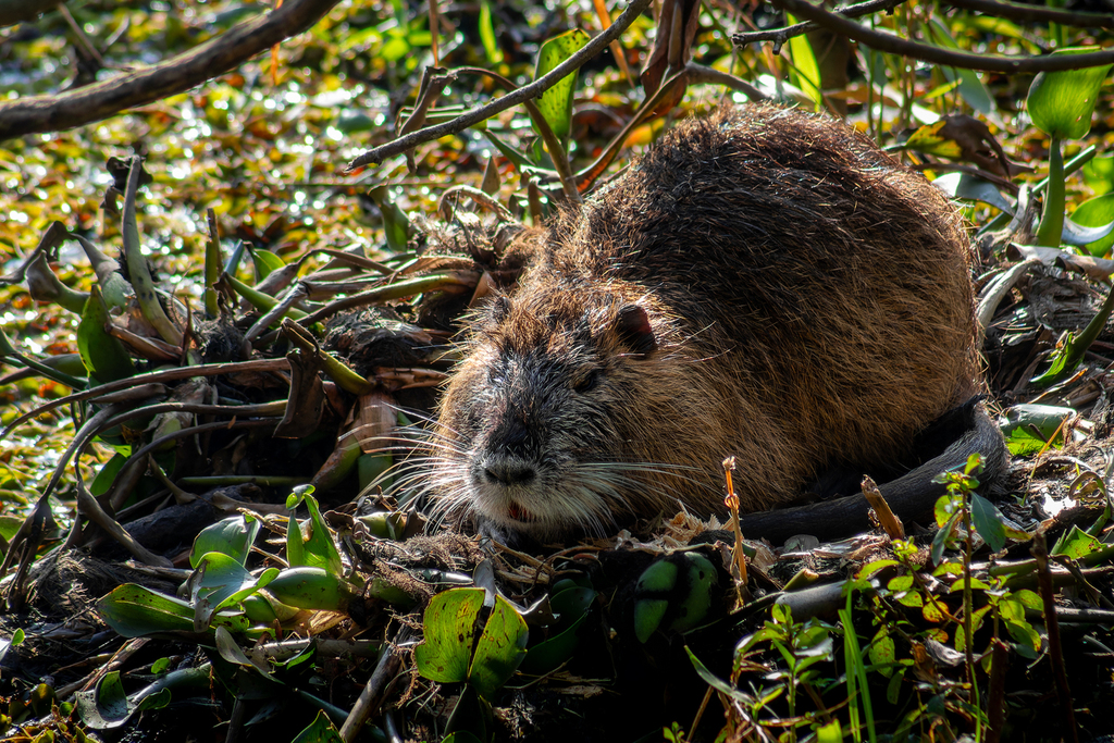 Coypu from Parque Ecológico do Tietê, SP on July 25, 2024 at 09:25 AM ...