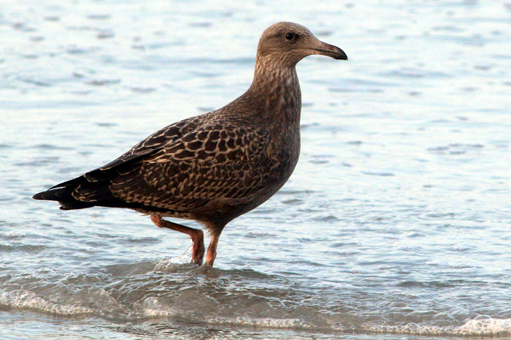 Herring Gull from Atlantic City, NJ, USA on July 23, 2024 at 05:39 AM ...