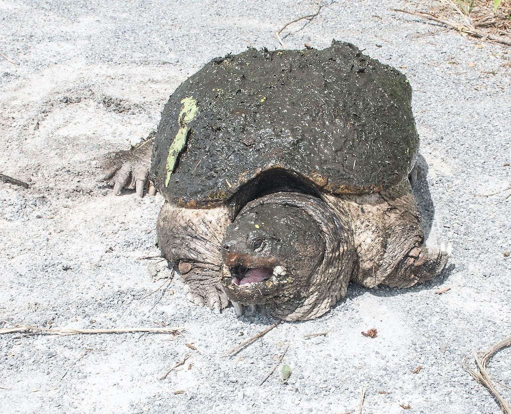 Common Snapping Turtle from Vischer Ferry, NY 12148, USA on July 20 ...