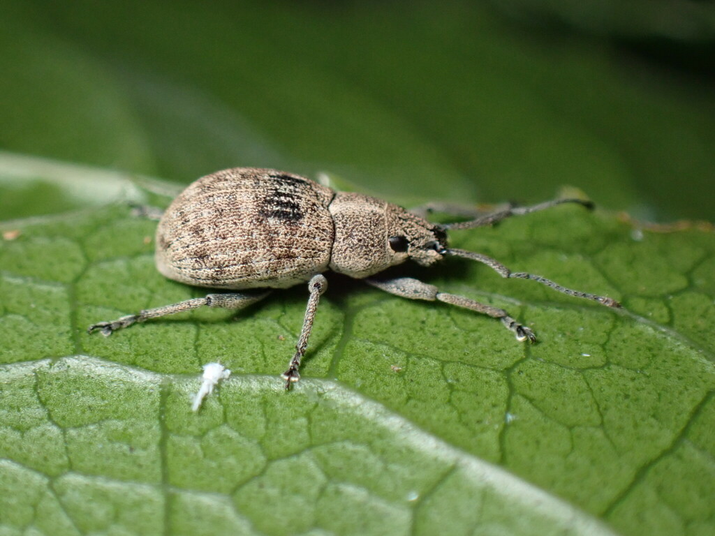 Broad-nosed Weevils from Fanlu Township, Chiayi County, Taiwan 602 on ...