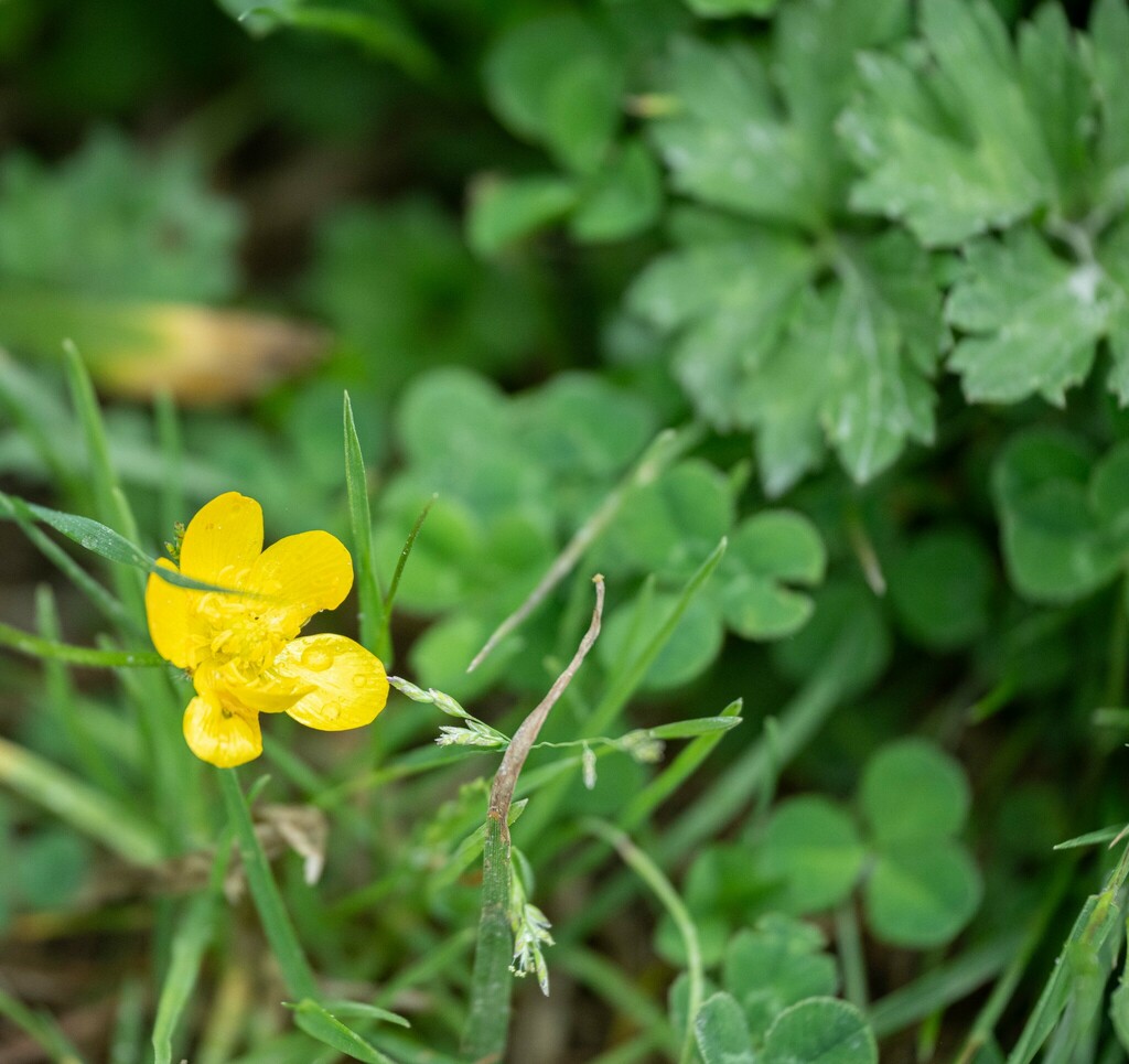 Creeping buttercup from Burnaby, BC, Canada on July 25, 2024 at 10:38 ...