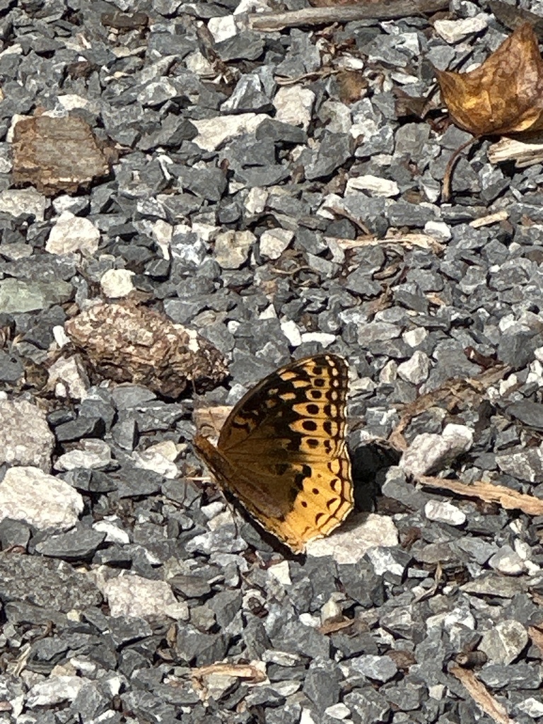 Great Spangled Fritillary from Scholl Rd, Pottstown, PA, US on July 26 ...