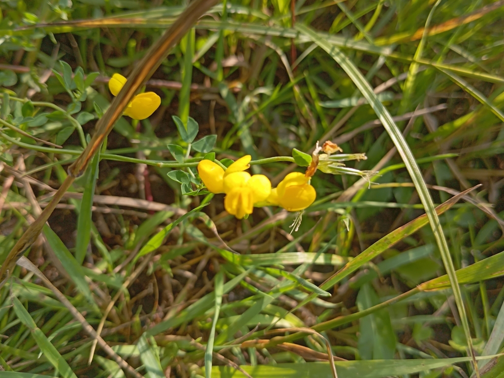 bird's-foot trefoil from Arundel on July 26, 2024 at 10:37 AM by ...