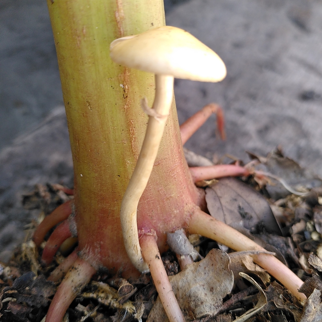 Common Gilled Mushrooms and Allies from Wedmore BA6 9GS, UK on July 24 ...