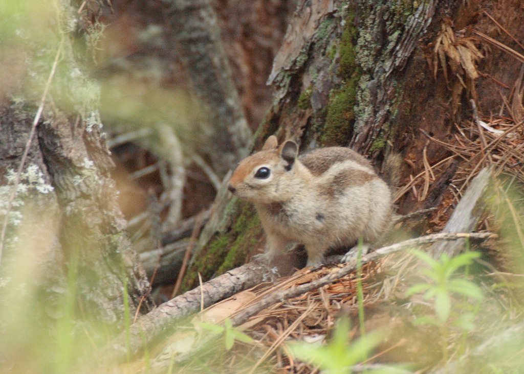 Sierra Madre Ground Squirrel (Callospermophilus madrensis) - Know Your ...