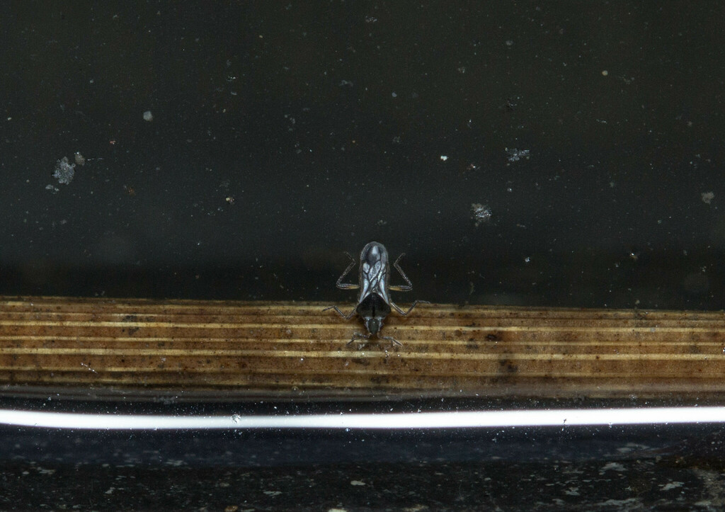 Microvelia pygmaea from 2845 Amora, Portugal on July 26, 2024 at 05:15 ...