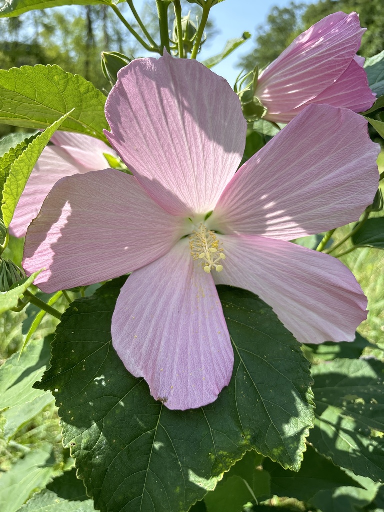 swamp rose mallow from Twinsburg, OH, US on July 26, 2024 at 11:15 AM ...