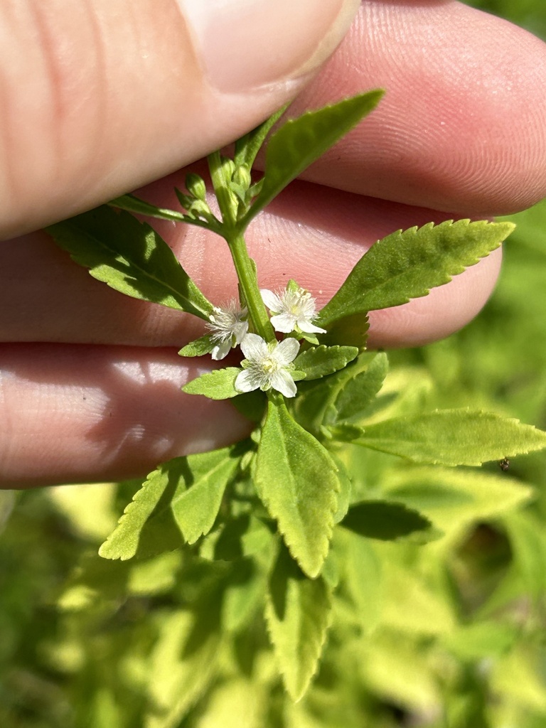 licorice weed in July 2024 by shelbyrad · iNaturalist
