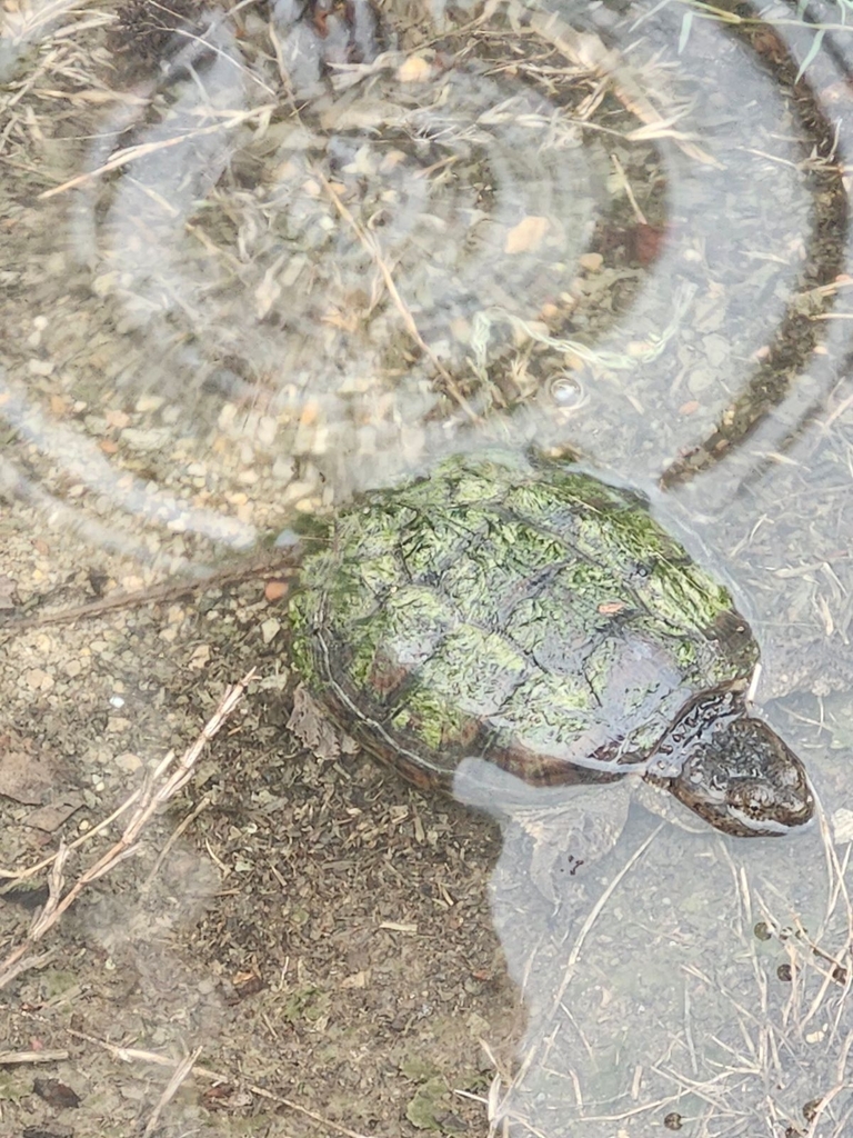 Common Snapping Turtle from Fuquay-Varina, NC, USA on July 20, 2024 by ...