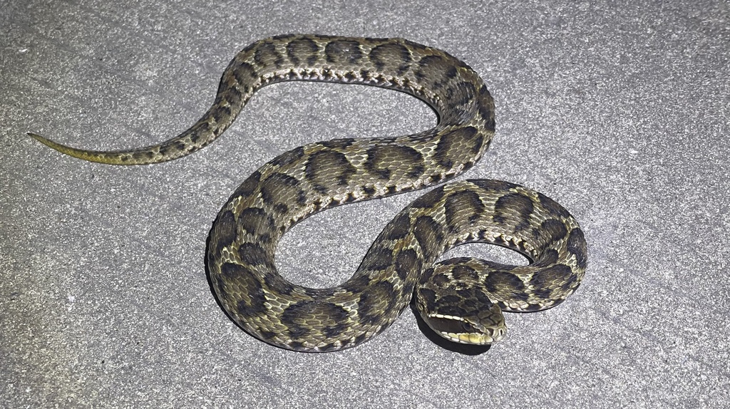 Gloydius brevicauda siniticus from 吴江区, 苏州市, 江苏省, CN on July 21, 2024 ...