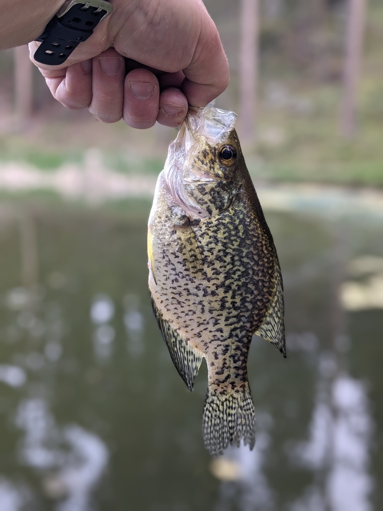 Black Crappie from Crazy Horse, SD 57730, USA on June 3, 2024 at 07:28 ...