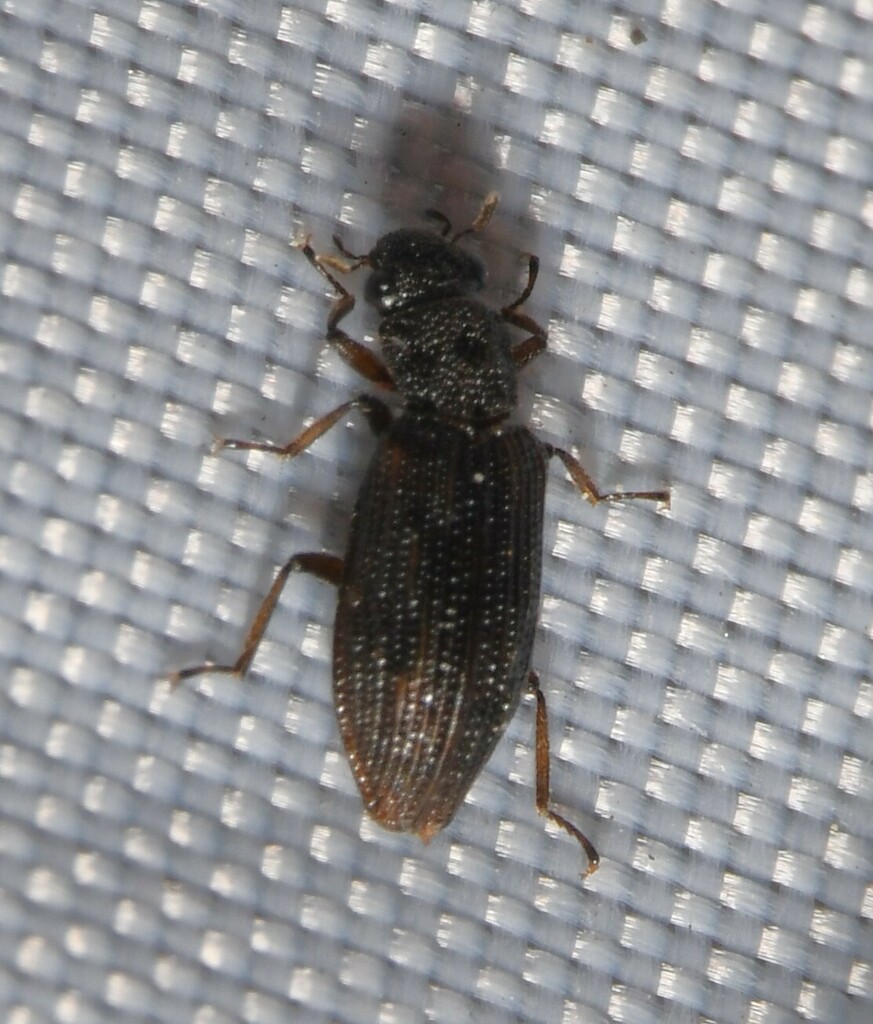 Hydrochus from Flathead County, MT, USA on July 20, 2024 at 09:42 PM by ...
