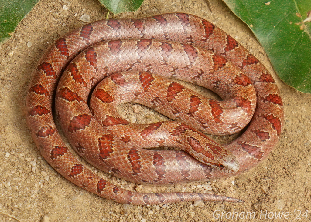 Mole Kingsnake in July 2024 by Graham Howe · iNaturalist