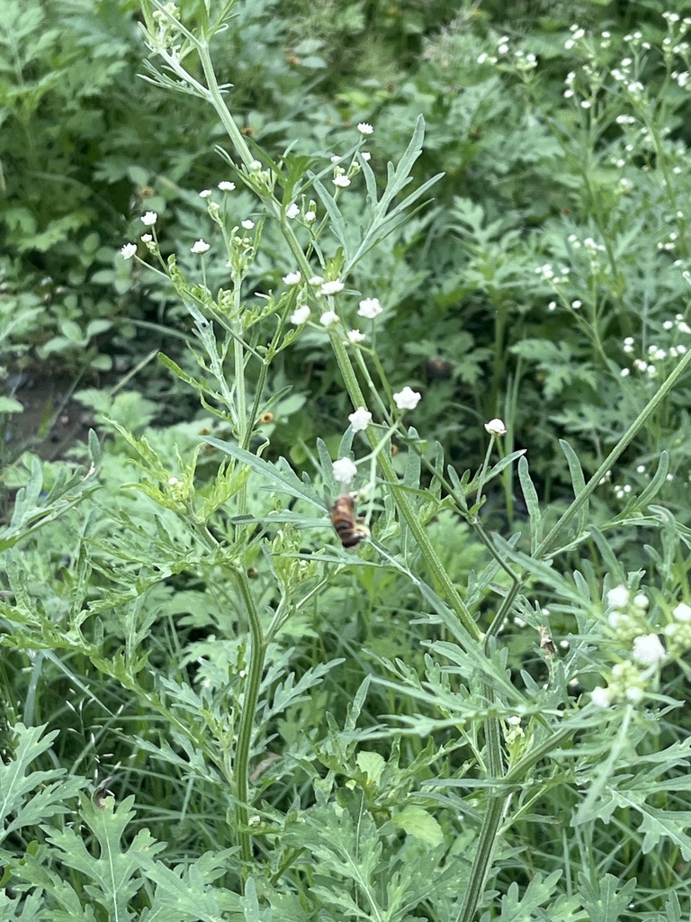 Santa Maria feverfew from José Silvestre Aramberri, General Escobedo, N ...