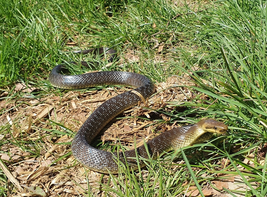 Aesculapian Snake in April 2021 by Christoph Nissen · iNaturalist