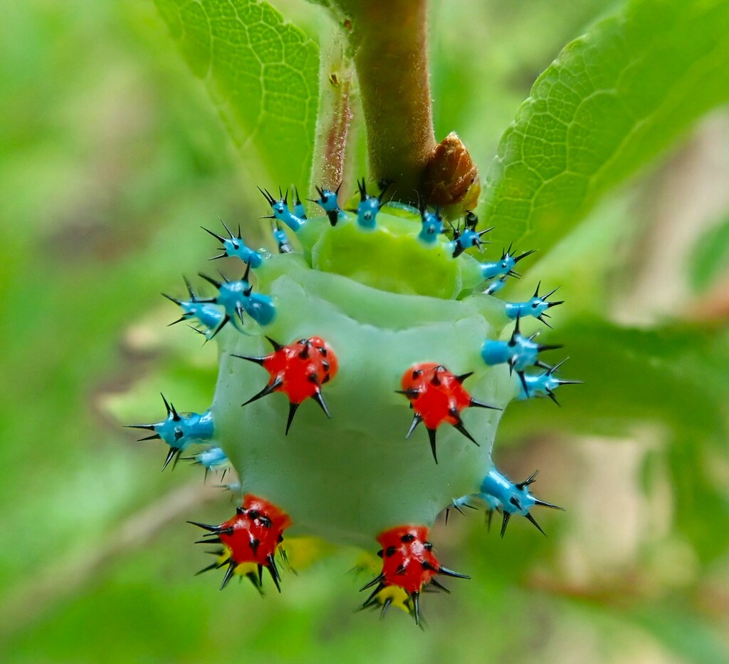 Cecropia Moth from Fryeburg, ME 04037, USA on July 24, 2024 at 01:07 PM ...