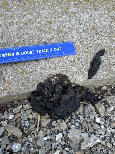 Raccoon Tracks – NatureTracking