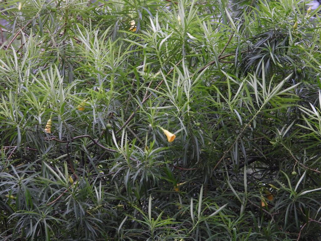 Be-still tree from Dhamtari, Chhattisgarh, India on July 26, 2024 at 06 ...