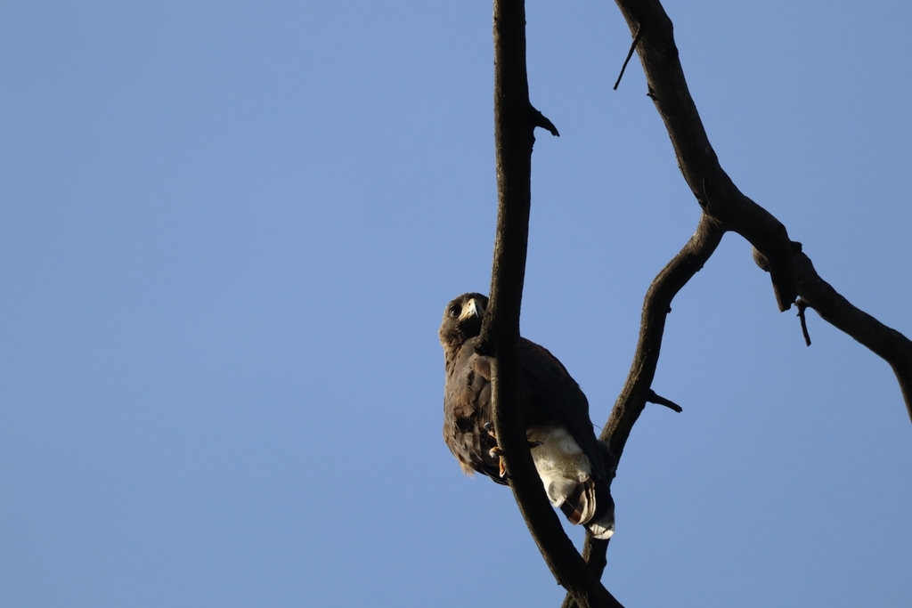 Harris's Hawk from 99-2, Bosques de Moctezuma, 53279 Naucalpan de ...
