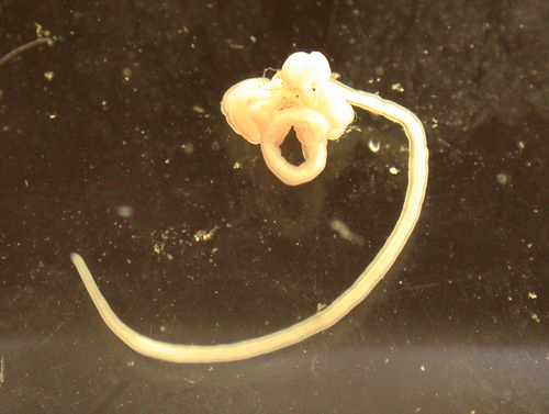 Cephalothrix filiformis · iNaturalist Mexico