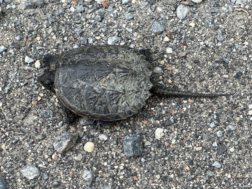 Common Snapping Turtle from Second Lake Rd, Central Frontenac, ON, CA ...