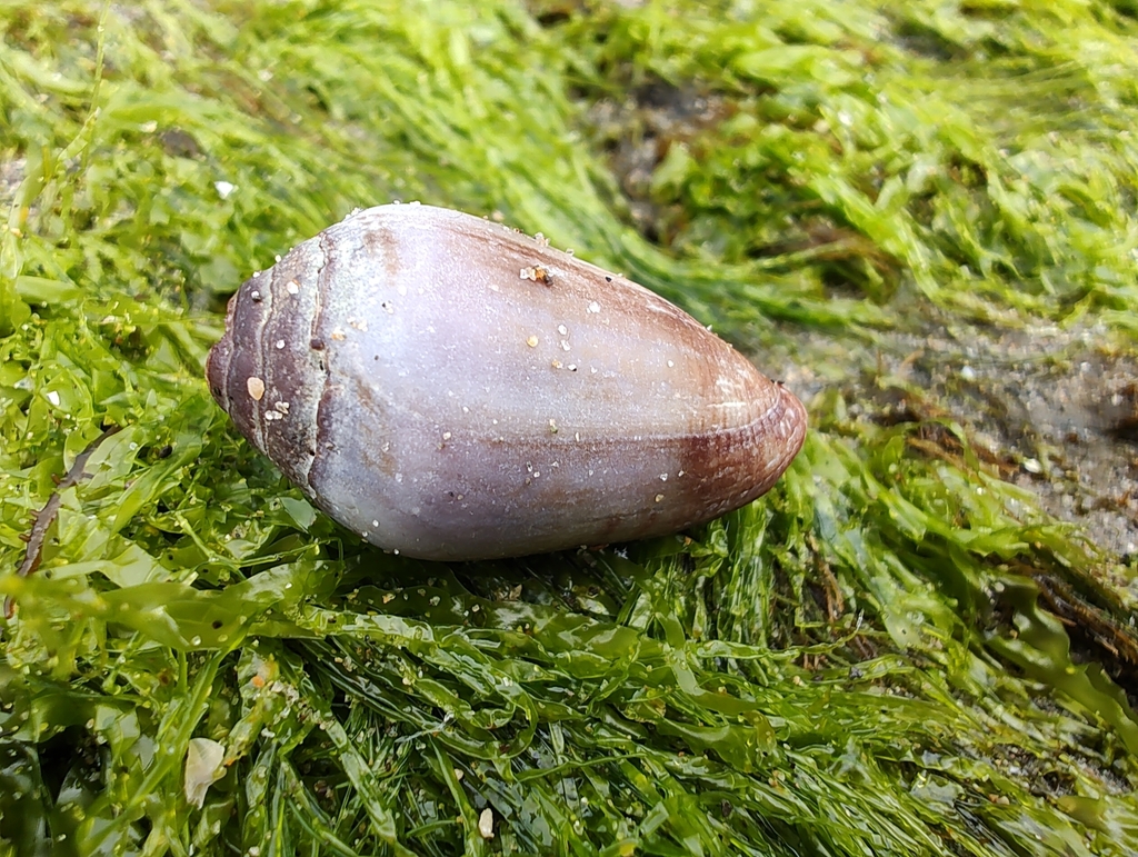 California Cone from Opal Cliffs, Santa Cruz, CA, USA on July 26, 2024 ...