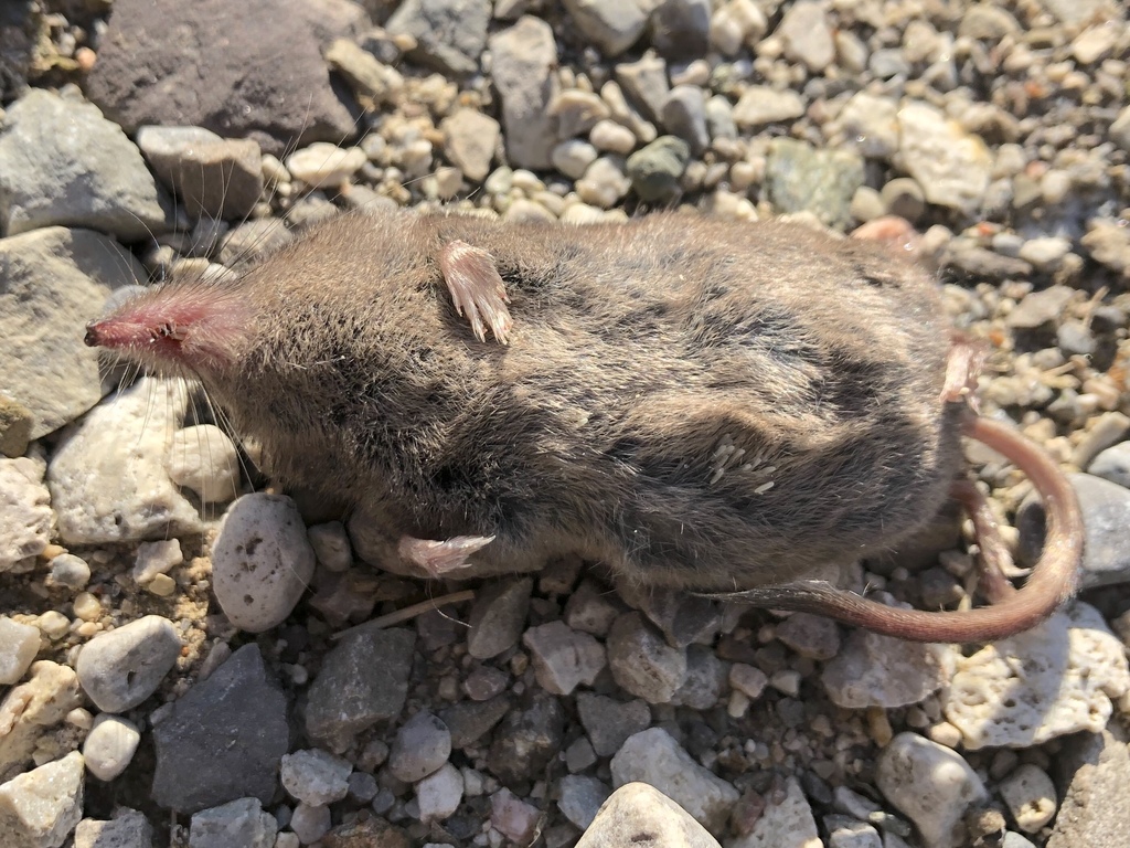Masked Shrew (Sorex cinereus) - Know Your Mammals