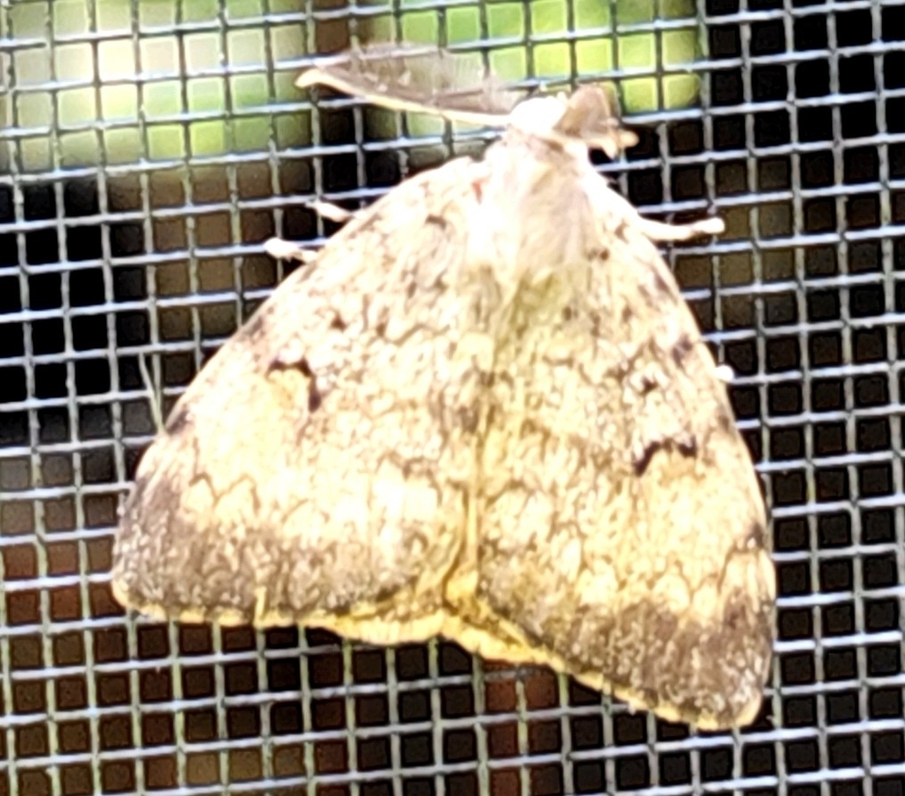 Spongy Moth from Bethel, CT 06801, USA on July 21, 2024 at 12:53 PM by ...