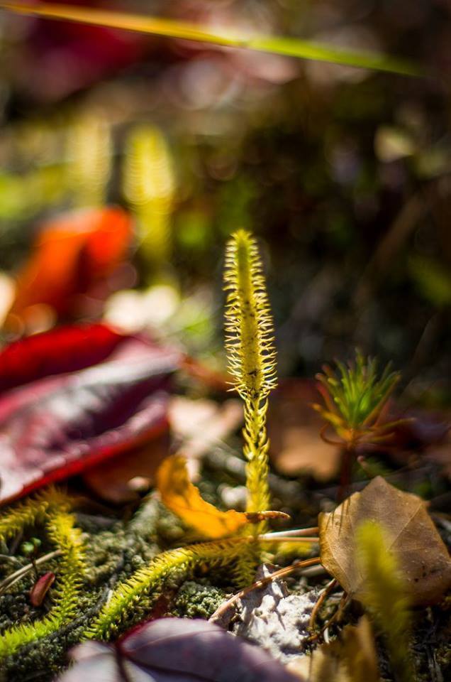 inundated bog clubmoss from Richmond County, US-NY, US on October 18 ...