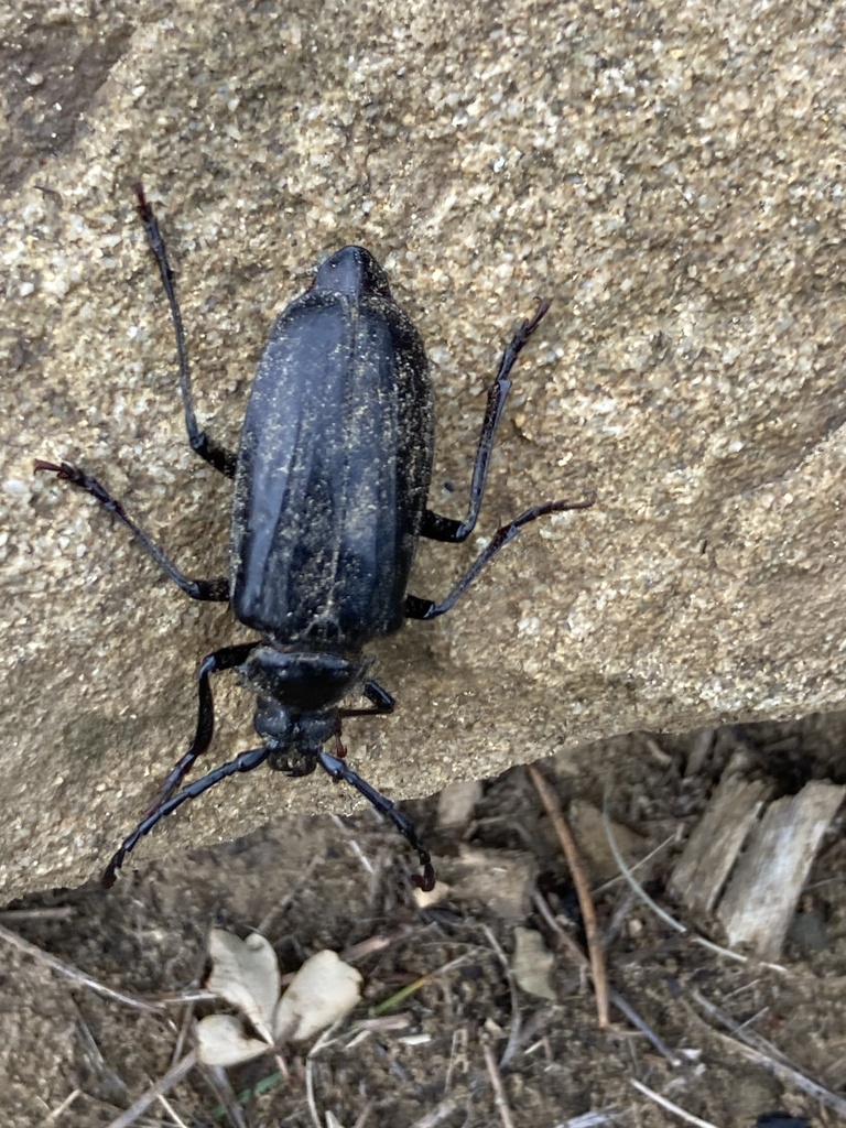 Prionus heroicus from Colfax County, US-NM, US on July 17, 2024 at 04: ...