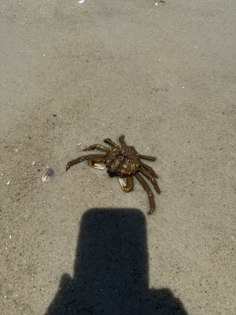 Portly Spider Crab from Nantucket Sound, South Yarmouth, MA, US on July ...
